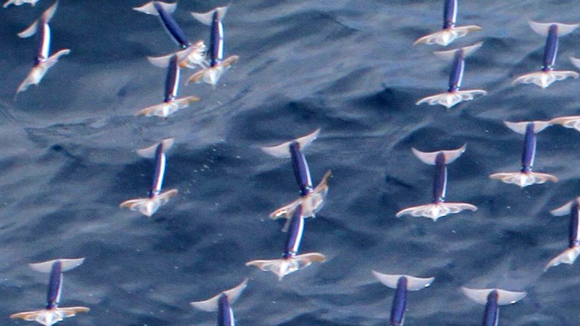 Nova espécie de anfíbio 'voador' é descoberta no Vietnã - 11/01/2013 - UOL Notícias