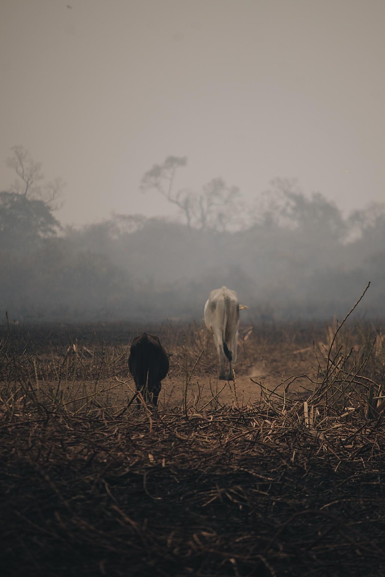 Pantanal Tem Maior Número Mensal De Focos De Incêndio Já Registrado