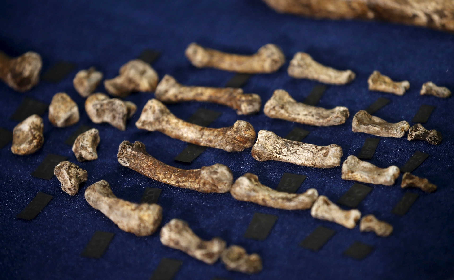 Fósseis de Homo sapiens de mais de 300 mil anos ampliam nossa história - 07/06/2017 - UOL TILT