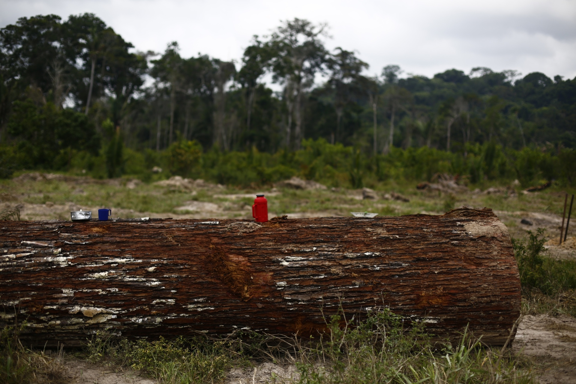 Ação humana contribuiu para seca sem precedentes na Amazônia diz estudo UOL Notícias