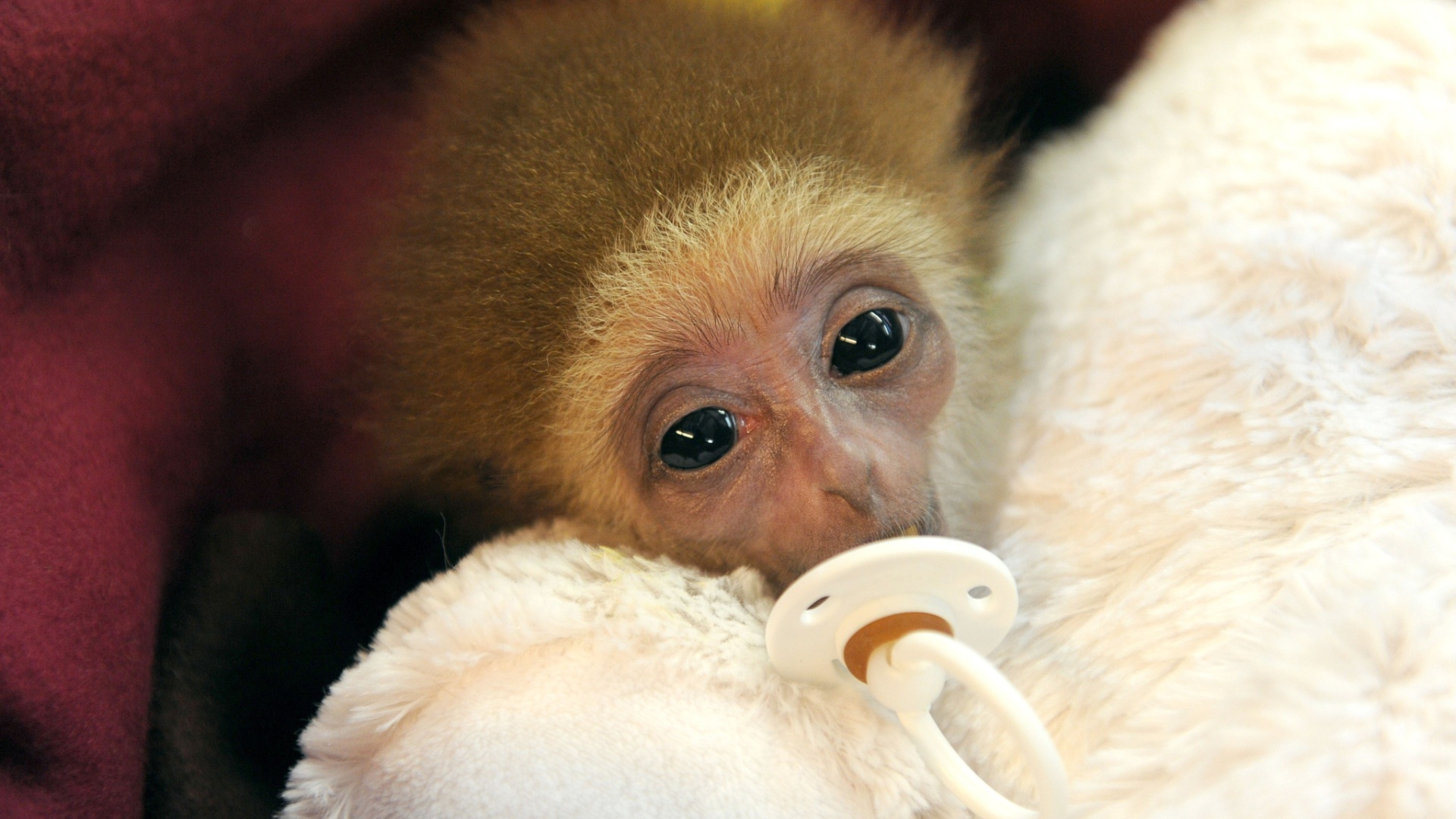 Fotos: Filhote de macaco gibão ganha colo após ser rejeitado pela mãe ...