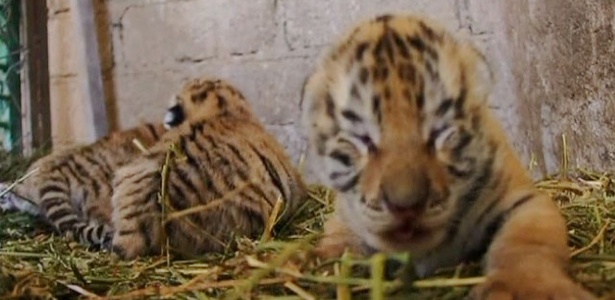 Tigres 'híbridos' nascem em zoológico no México - 12/04/2012 - UOL Notícias