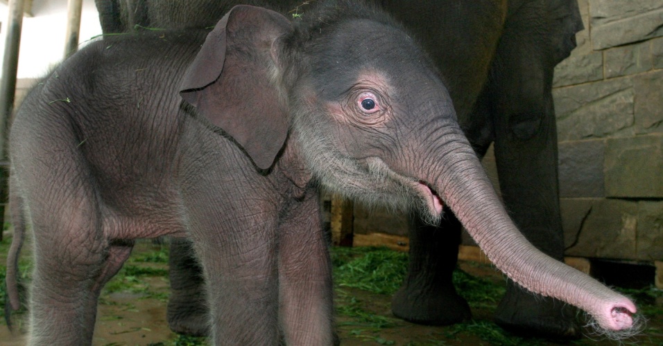 Imagens do dia - 10 de maio de 2012 - Fotos - UOL Notícias