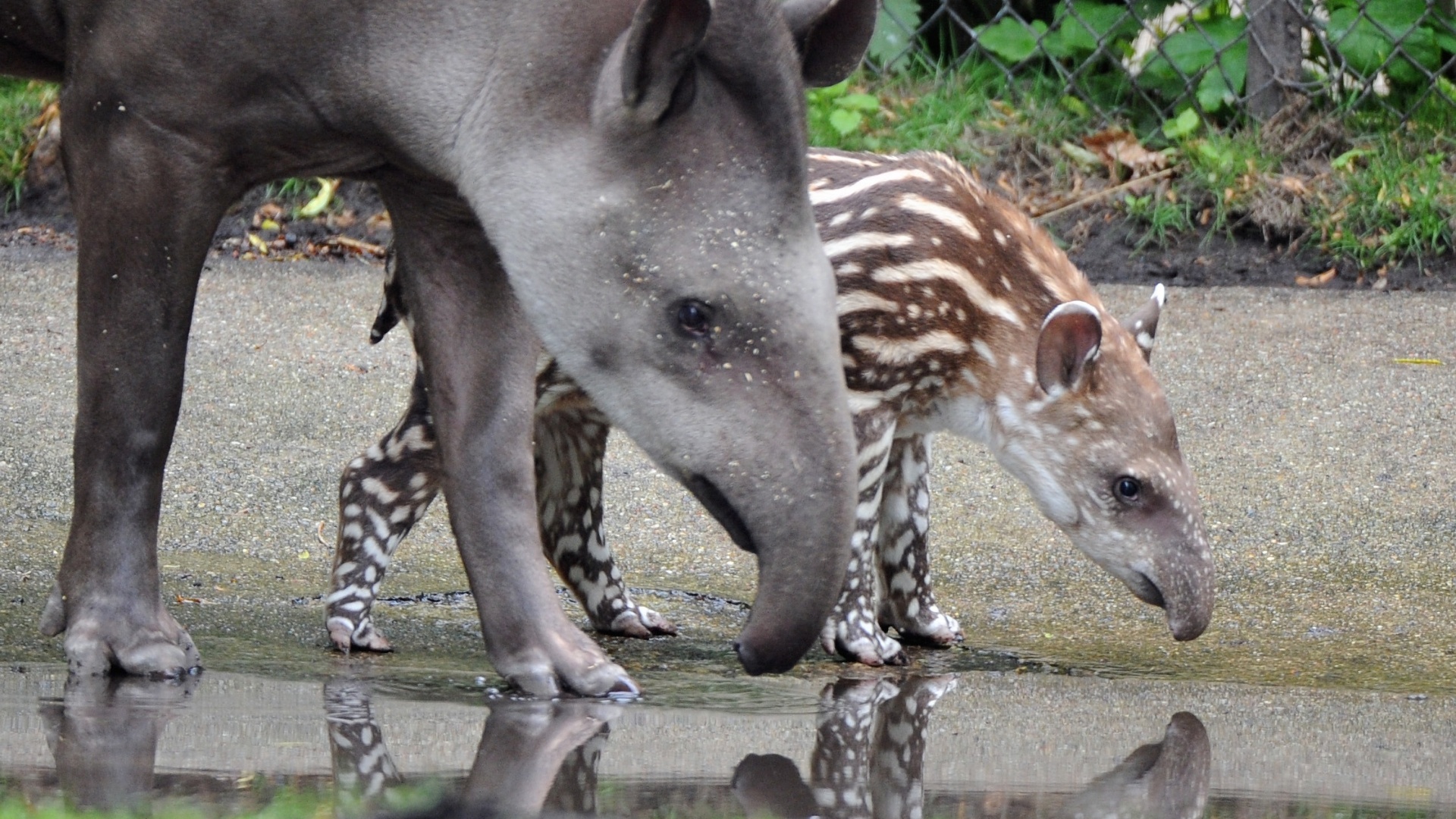 Fotos: Filhote fêmea de anta explora recinto em zoo alemão - 15/05/2012 ...