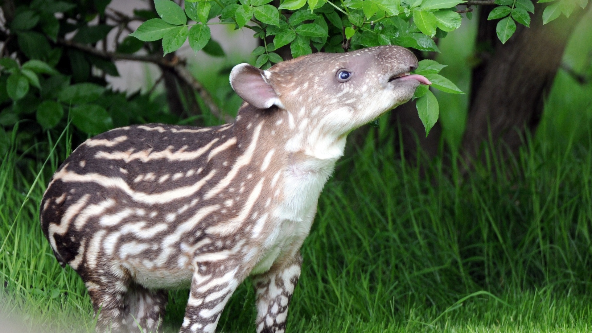Fotos: Filhote fêmea de anta explora recinto em zoo alemão - 15/05/2012 ...