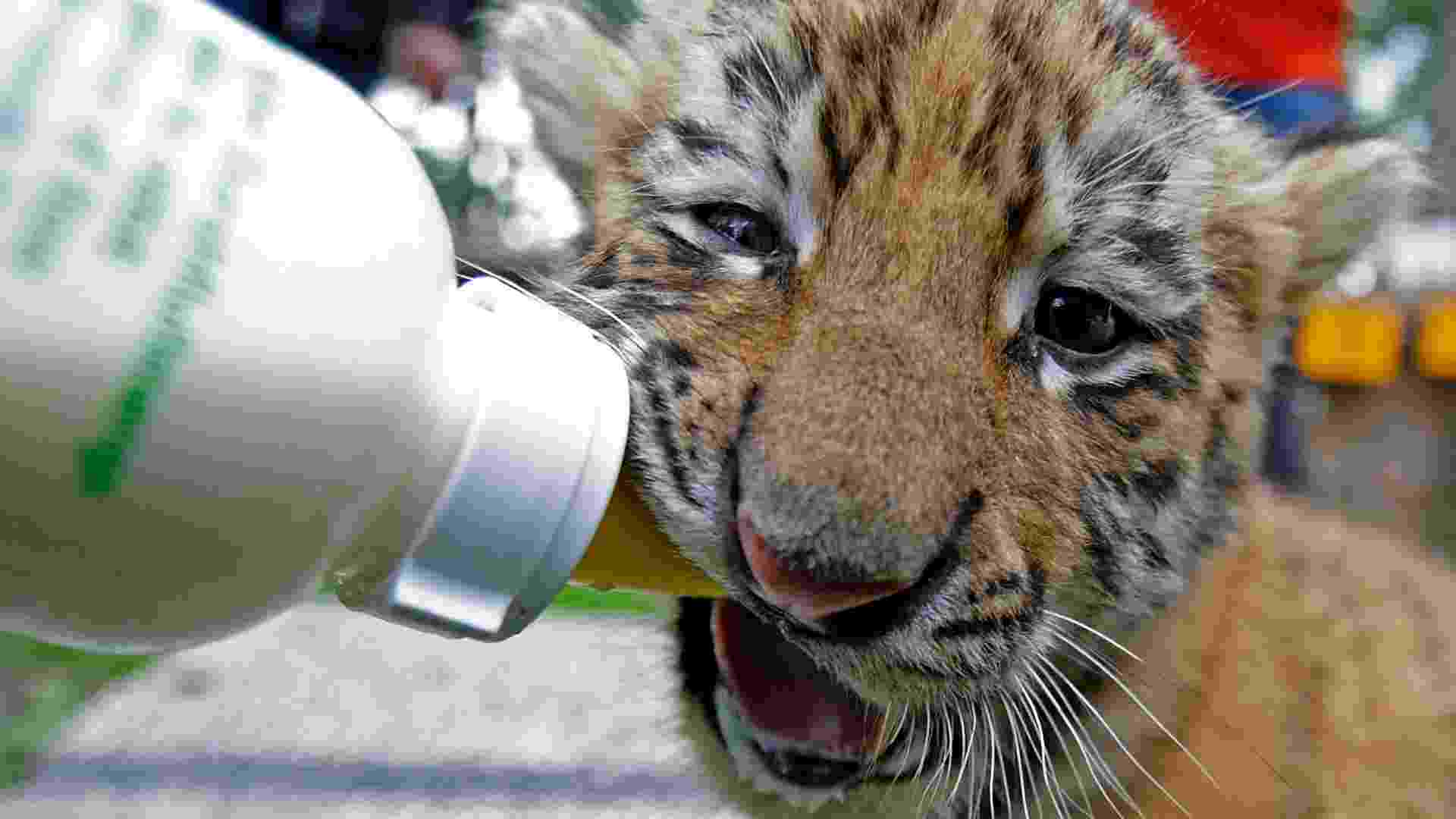 Fotos: Tigrinhos alemães brincam em zoológico na Hungria - 24/05/2012 ...