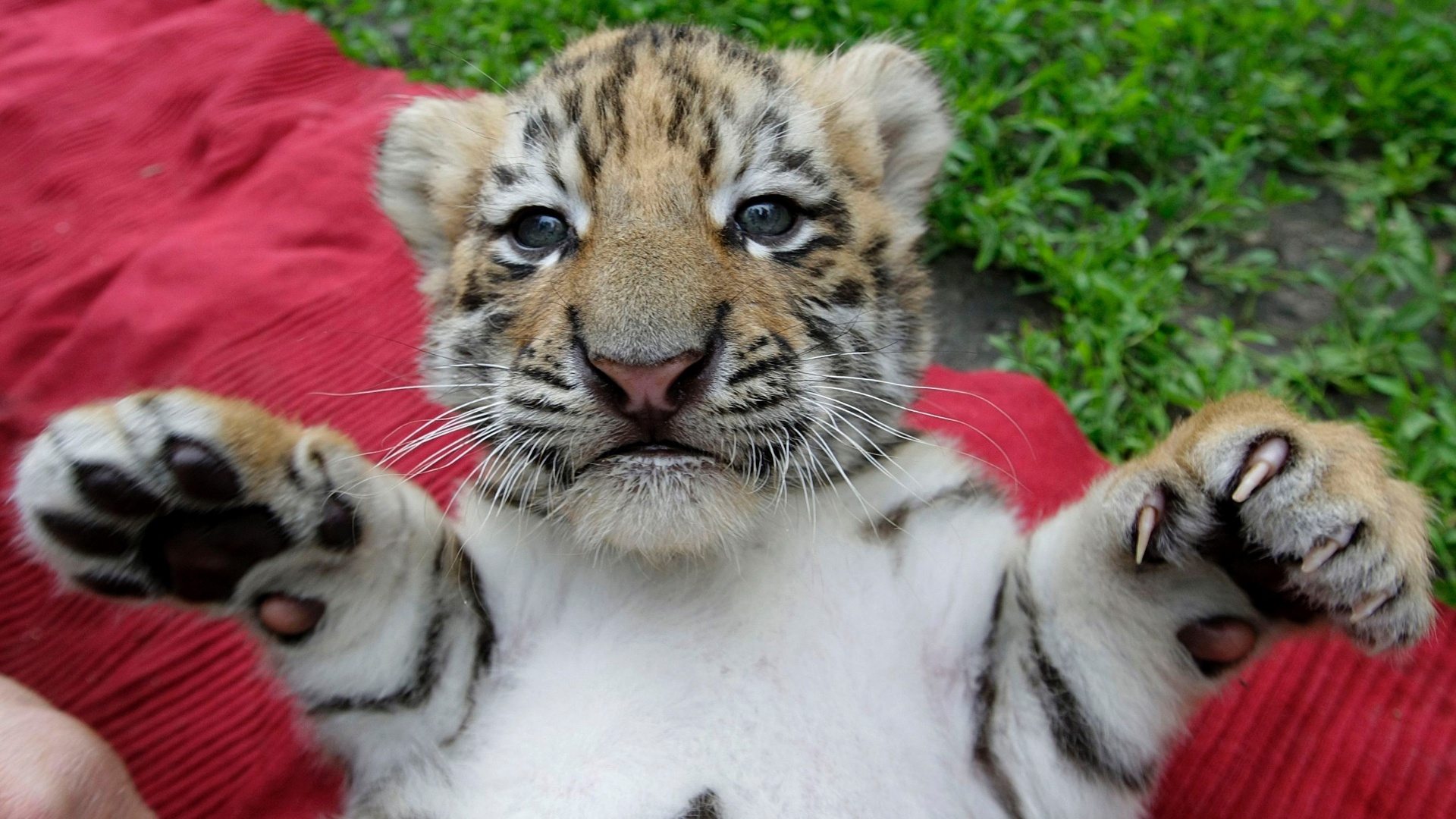 Fotos: Tigrinhos alemães brincam em zoológico na Hungria - 24/05/2012 ...