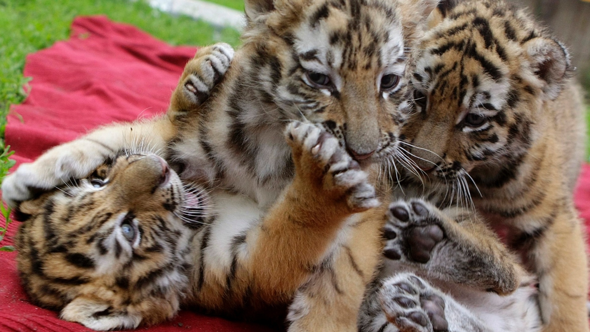 Fotos: Tigrinhos alemães brincam em zoológico na Hungria - 24/05/2012 ...