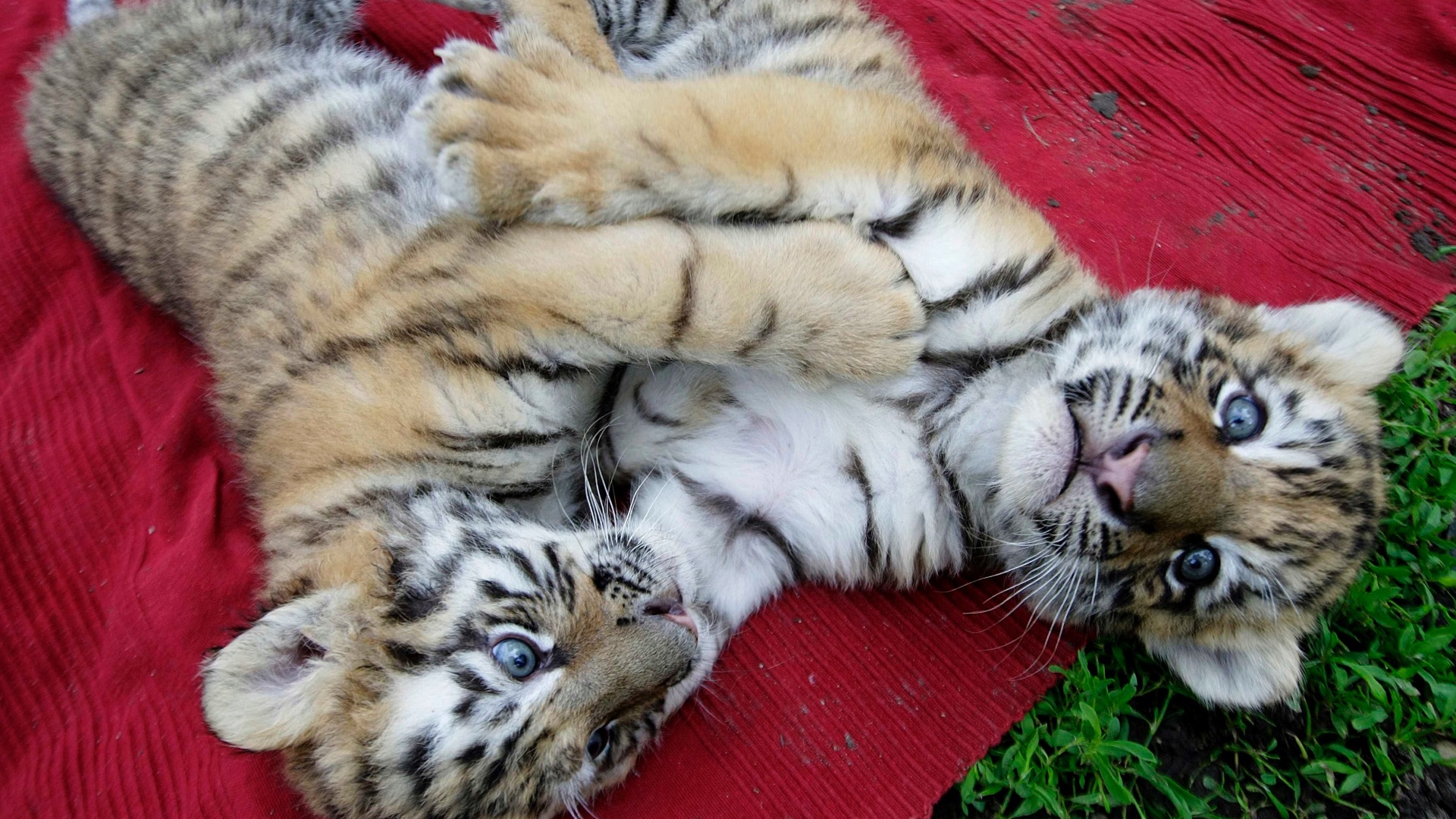 Fotos: Tigrinhos alemães brincam em zoológico na Hungria - 24/05/2012 ...