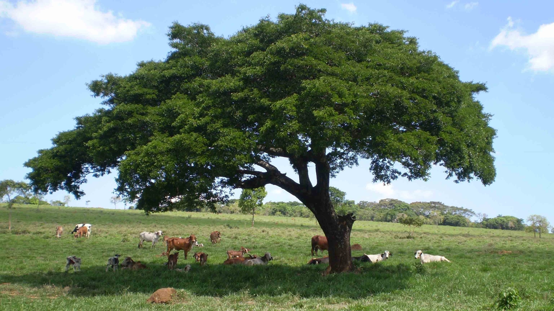 Fotos: Leitores da BBC Brasil retratam paisagens rurais - 01/06/2012 ...