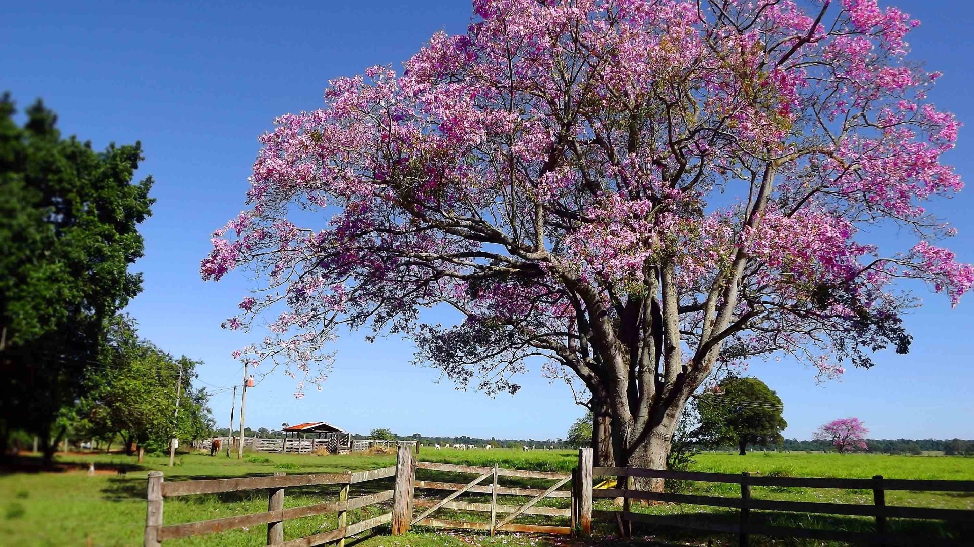 Fotos: Leitores da BBC Brasil retratam paisagens rurais - 01/06/2012 ...