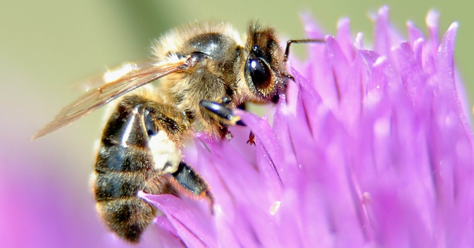 Olho Mágico - Fotos - UOL Notícias