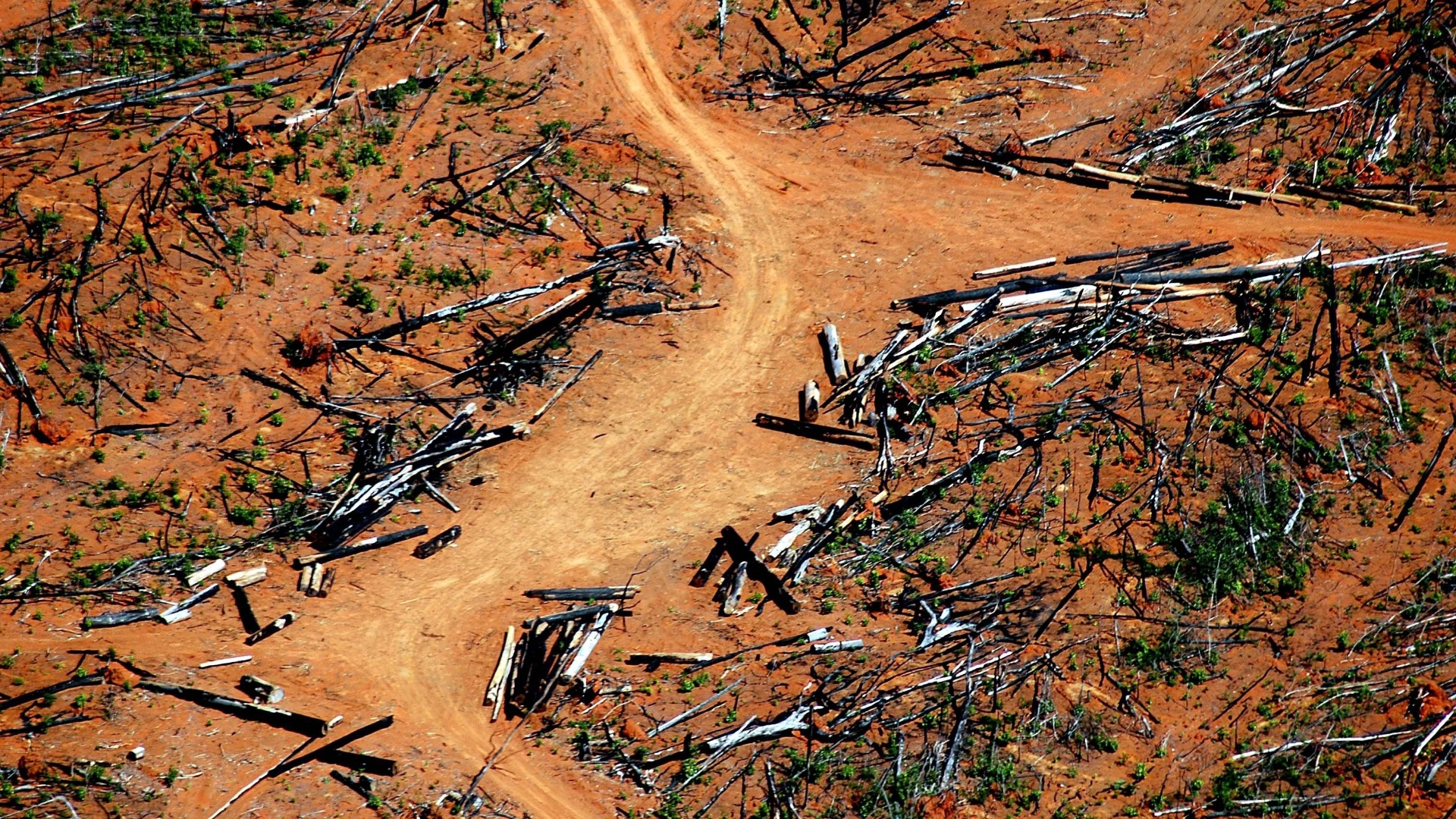 Fotos: Veja registros do desmatamento na Amazônia nos últimos anos - 06 ...