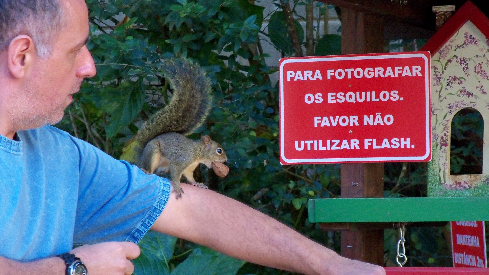 Homem cria e diz que "conversa" com esquilos em cidade turística no sul ...