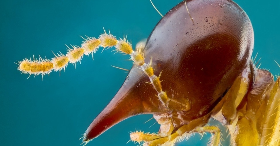 Fotógrafo captura gotas de orvalho cobrindo mosca - Fotos - Ciência