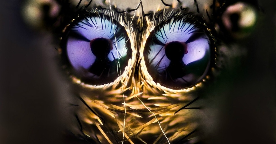 Fotógrafo captura gotas de orvalho cobrindo mosca - Fotos - Ciência