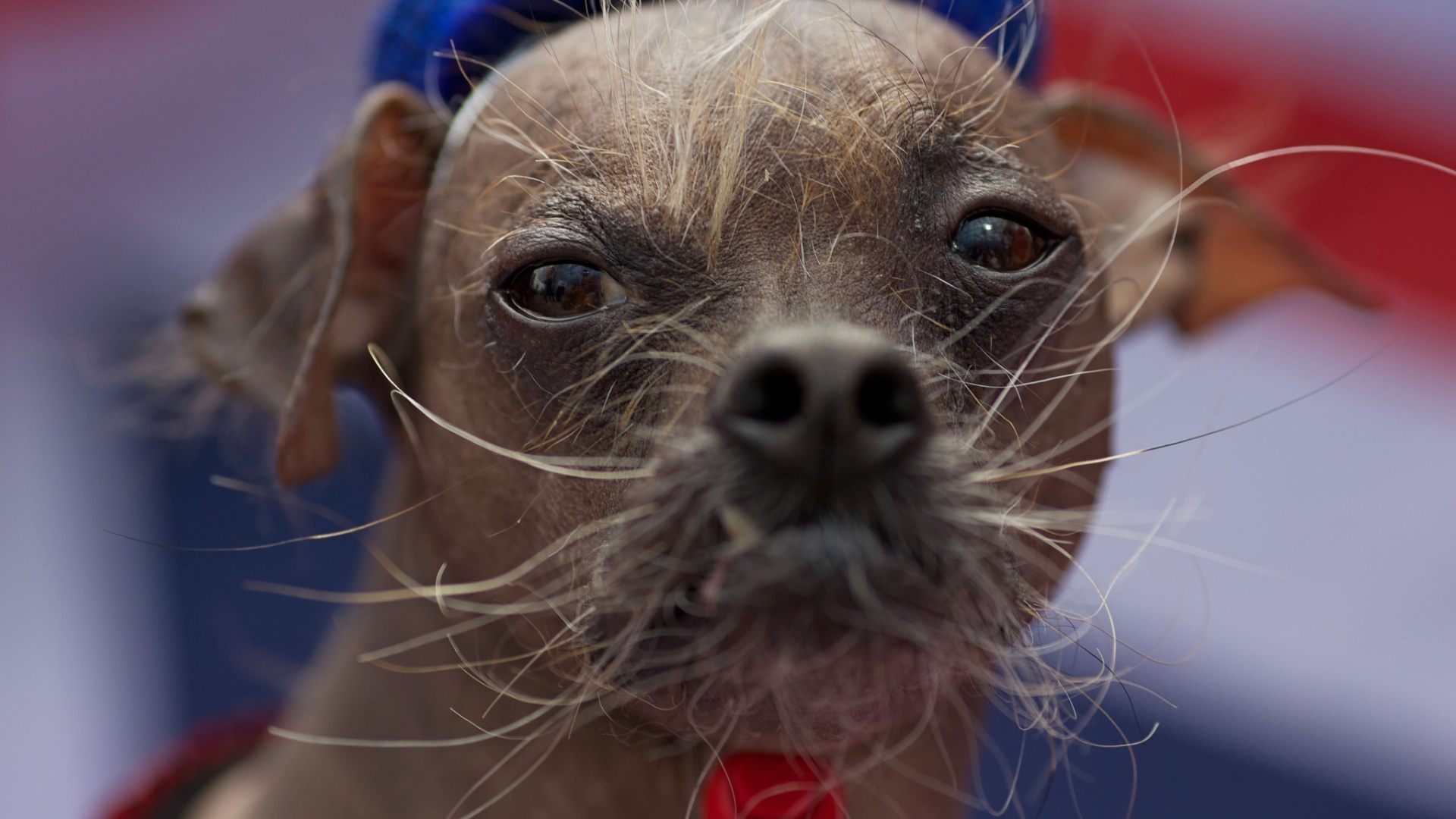 Fotos: Cão mais feio do mundo tira fotos em Londres; veja mais fotos de ...