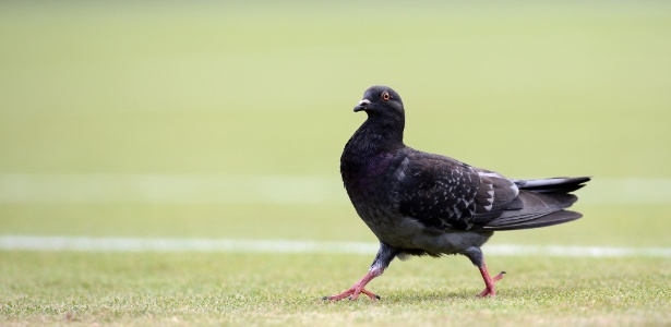 Pombo volta a aparecer em Wimbledon, vira mascote e ganha apelidos de ...