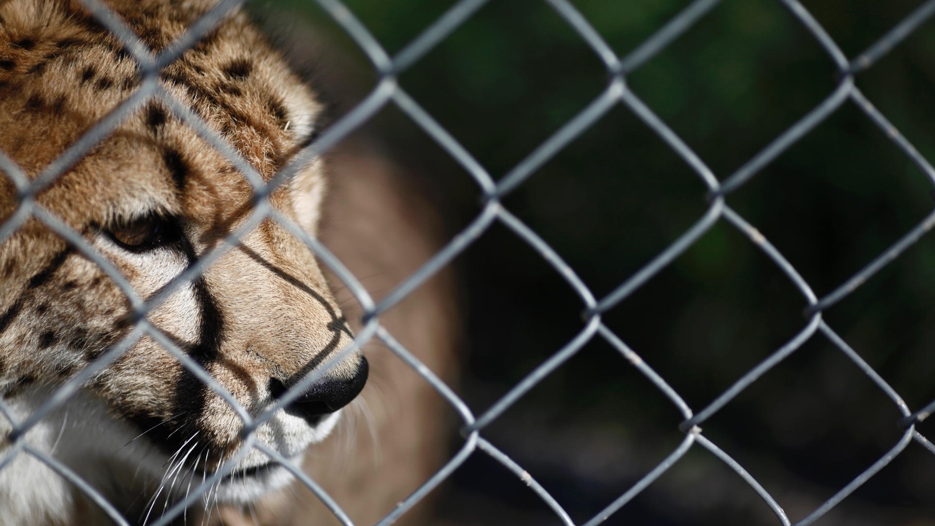 Fotos: Zoológicos nos EUA investem no acasalamento de animais ameaçados ...