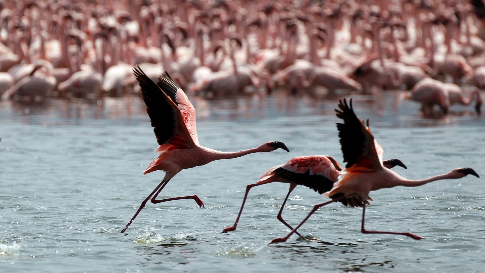 Fotos: Flamingos dão show no Lago Bogoria, no Quênia - 11/07/2012 - UOL ...