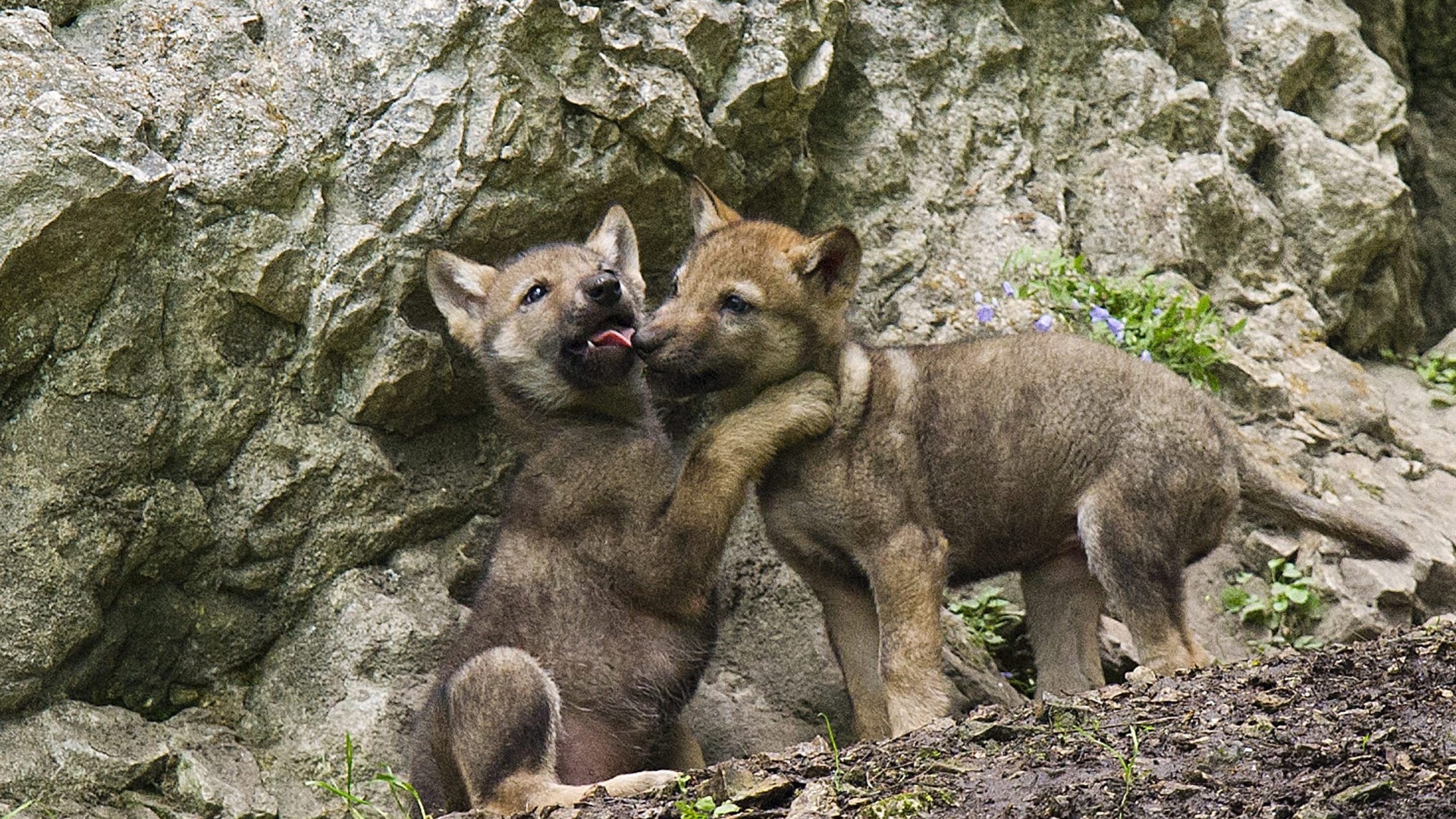 Fotos: Lobinhos brincam em parque na Suíça - 17/07/2012 - UOL Notícias