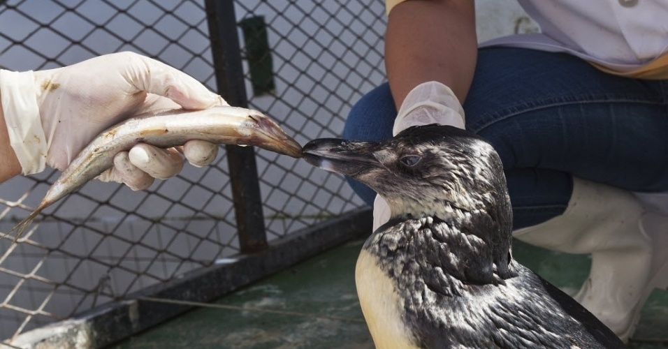 Fotos: Ibama analisa DNA de pinguins achados sujos de óleo na costa do ...