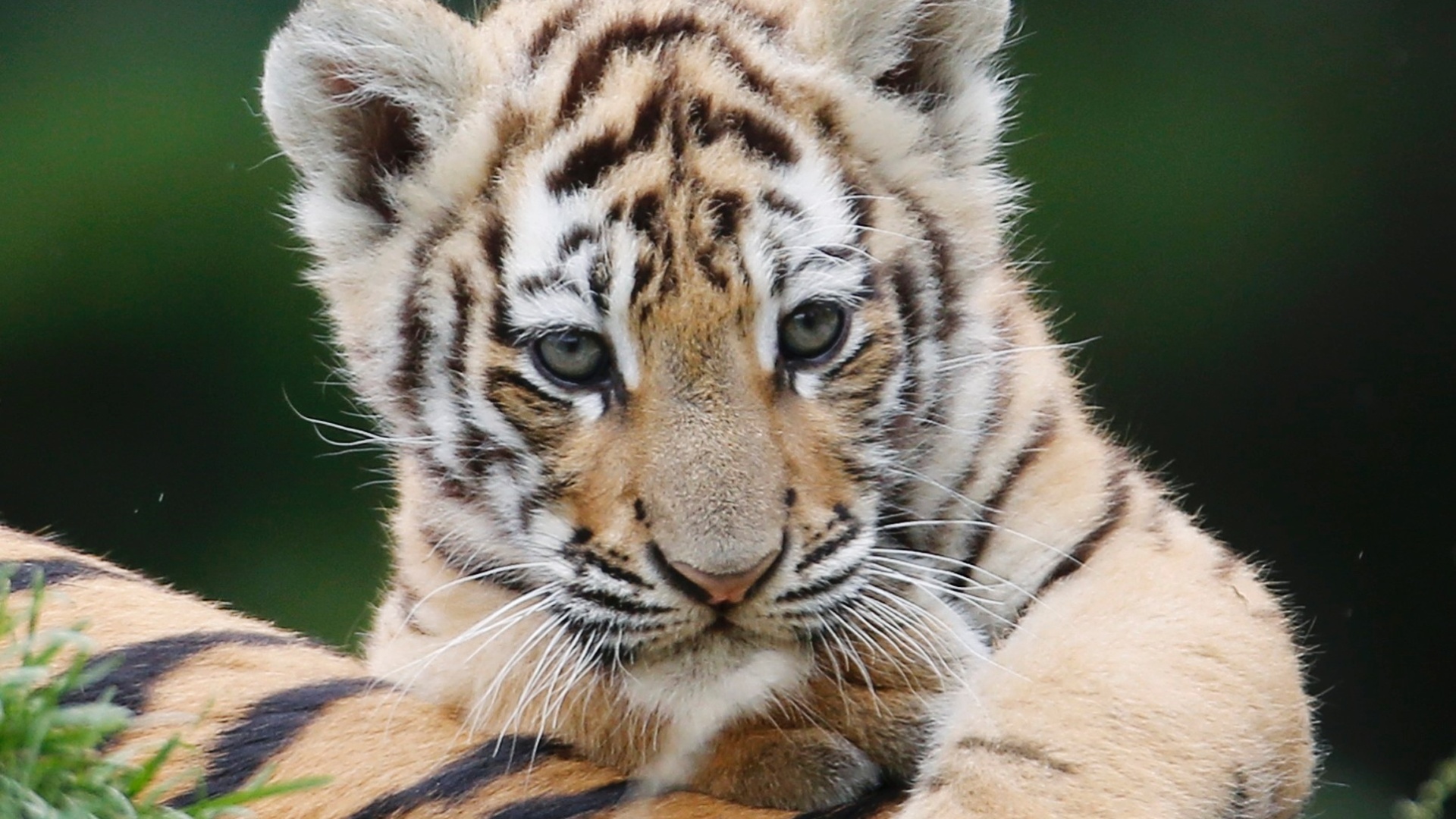 Fotos: Filhotes de tigre brincam em zoológico no Canadá - 19/07/2012 ...