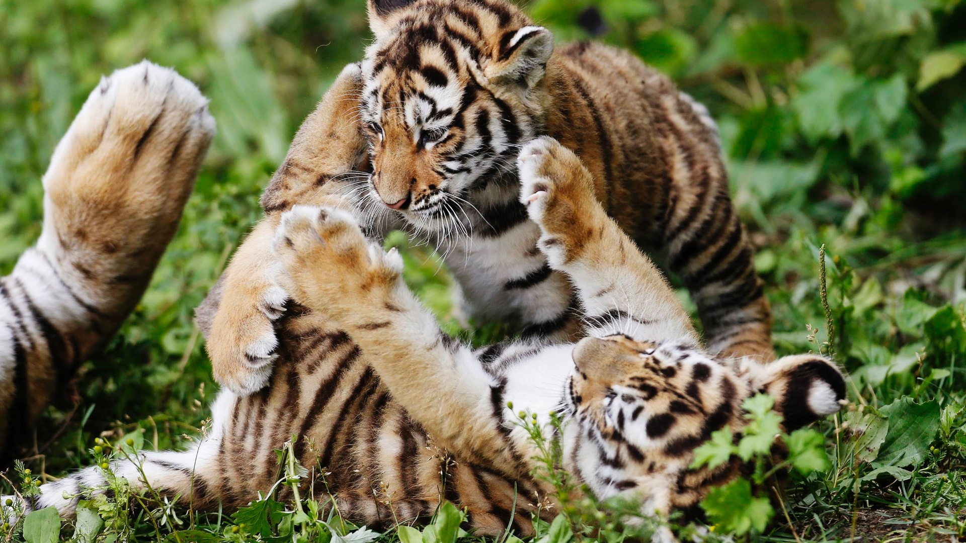 Fotos: Filhotes de tigre brincam em zoológico no Canadá - 19/07/2012 ...