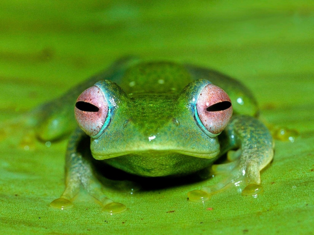 Fotos: Você consegue achar estes bichos camuflados? - 30/01/2015 - UOL ...