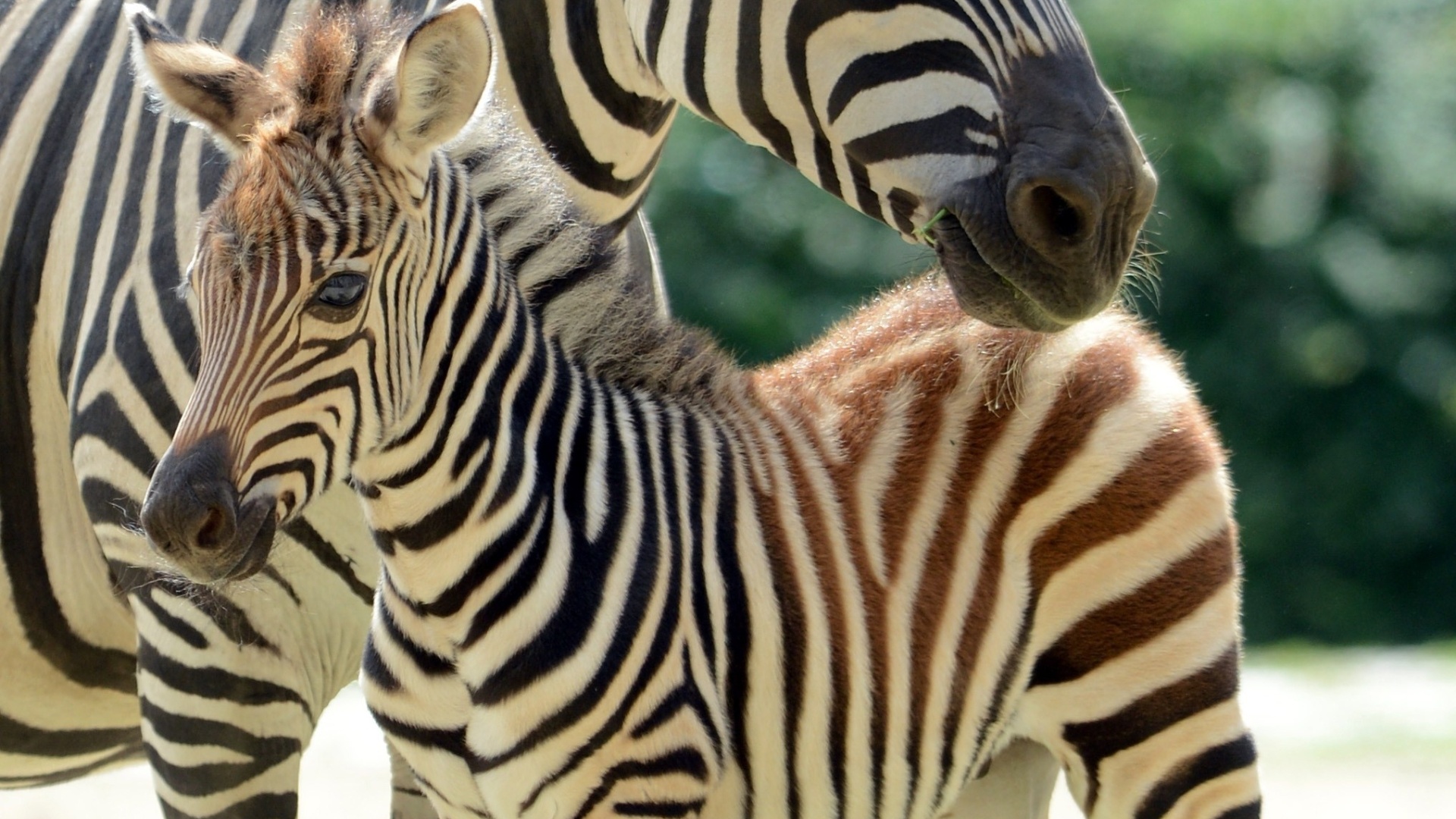 Fotos: Imagens da semana de 28 de julho a 3 de agosto - 03/08/2012 ...