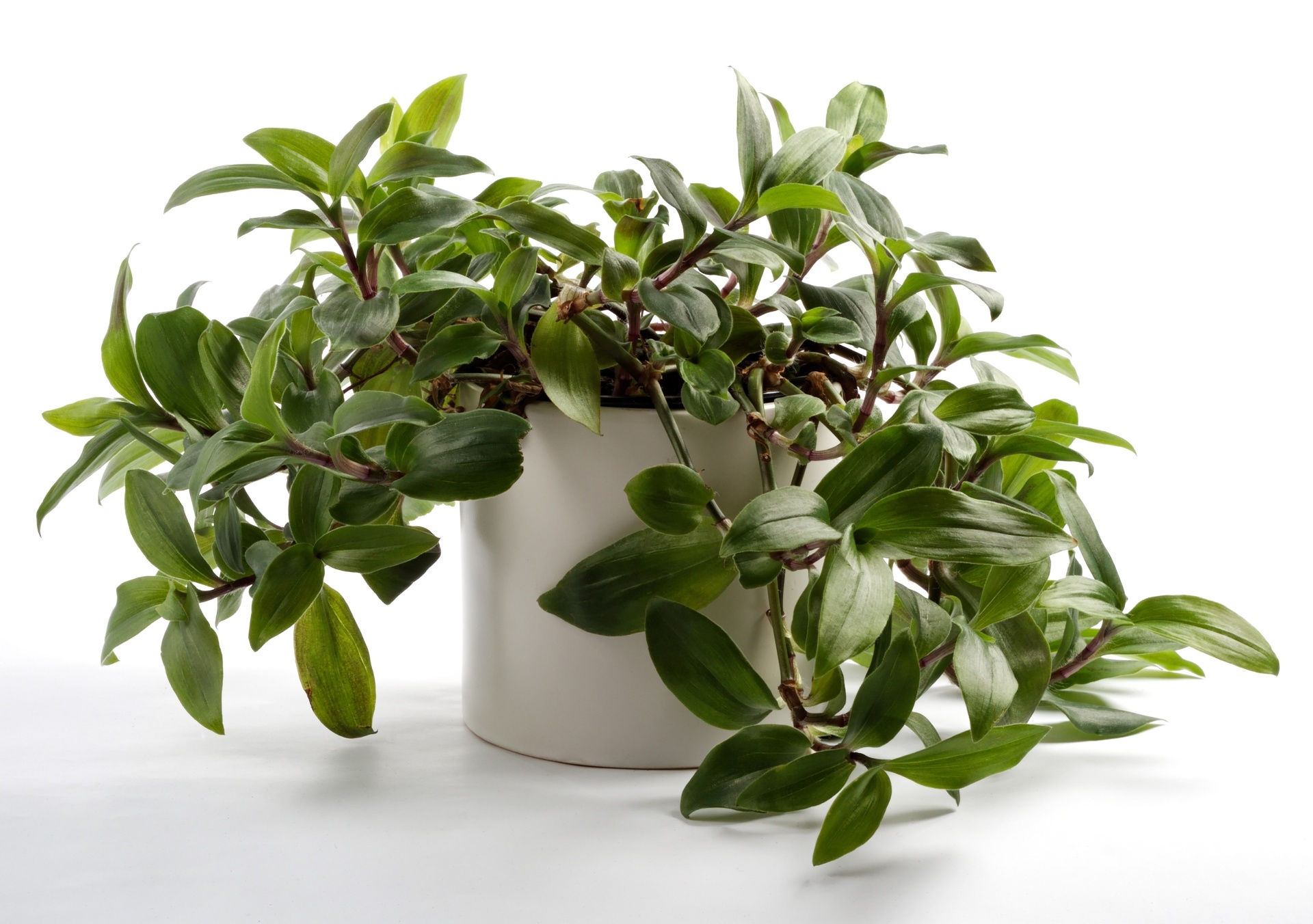 Fotos: Banheiro também é lugar de planta! Veja quais espécies e como ...