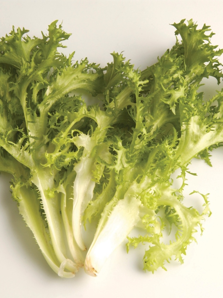 Melhora intestino, reduz risco de diabetes: os benefícios da chicória