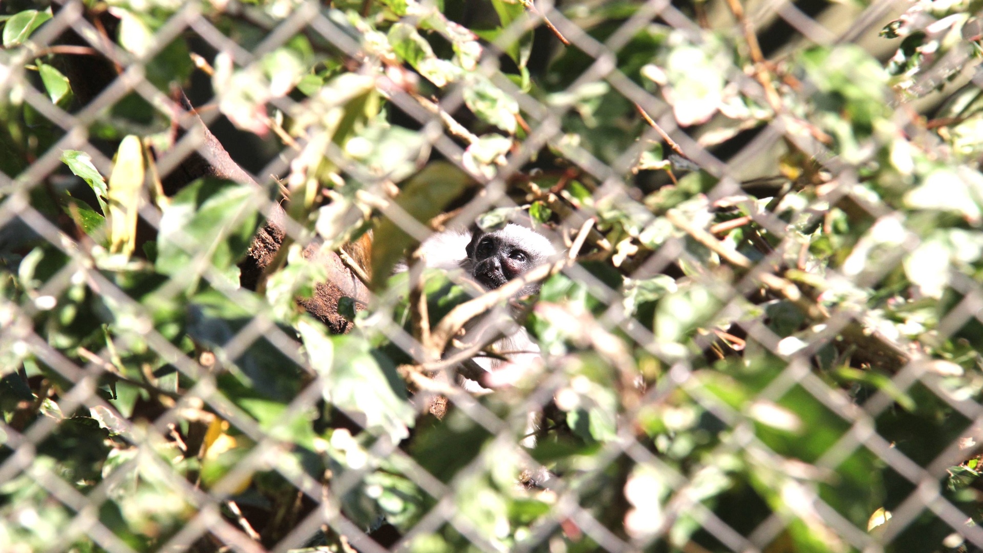 Fotos: Veja os bichos que foram notícia na semana - 10/08/2012 - UOL ...