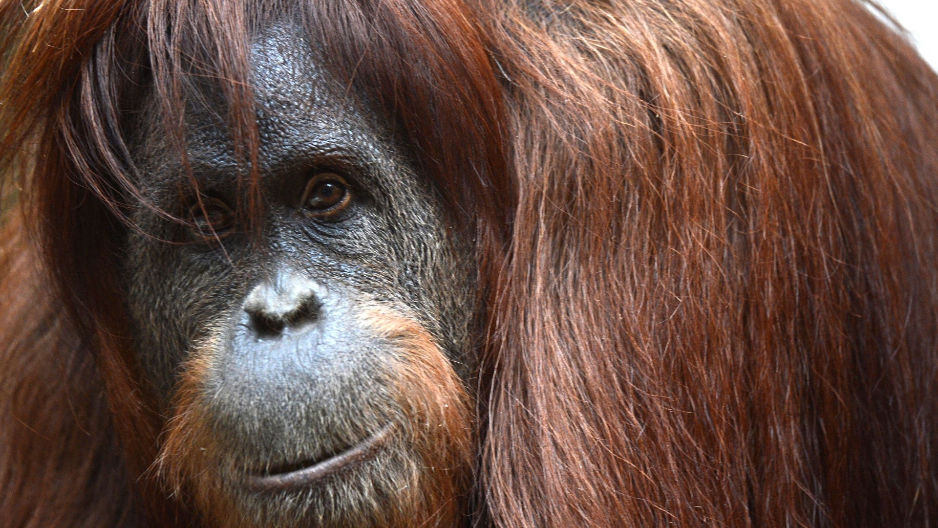 Fotos: Veja os bichos que foram notícia na semana - 10/08/2012 - UOL ...