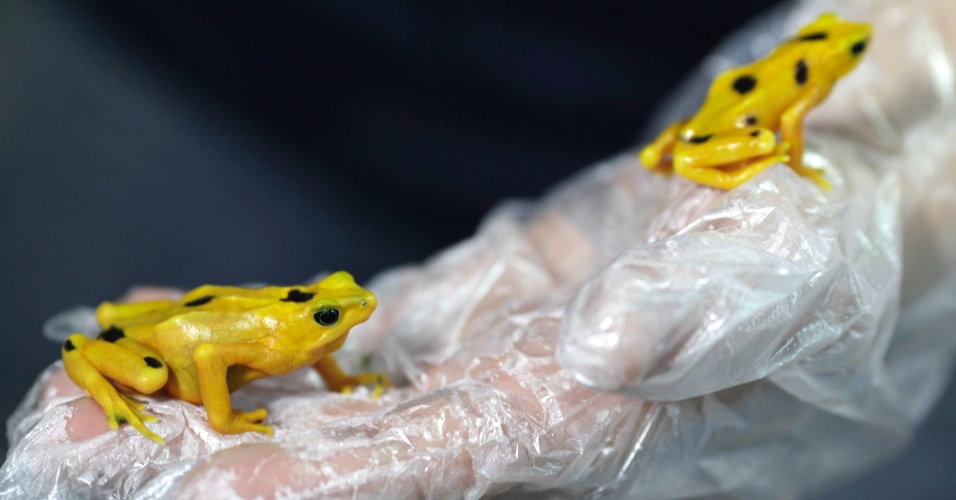 Veja os bichos que foram notícia na semana - Fotos - UOL Notícias