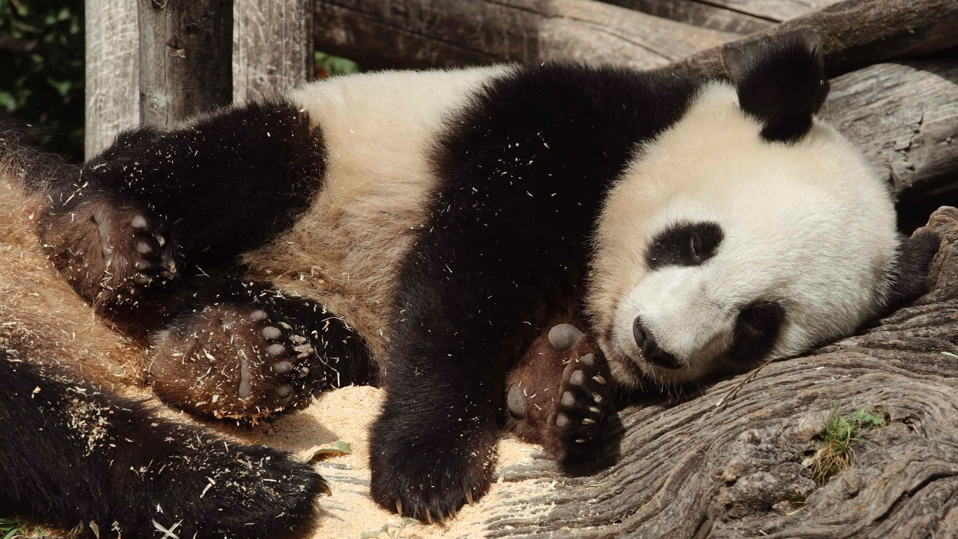 Fotos: Filhote de panda completa dois anos em zoo na Áustria - 23/08 ...