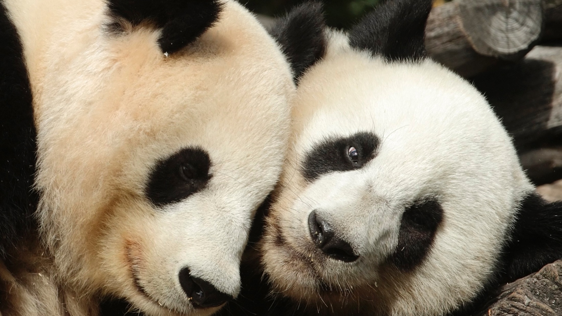 Fotos: Filhote de panda completa dois anos em zoo na Áustria - 23/08 ...