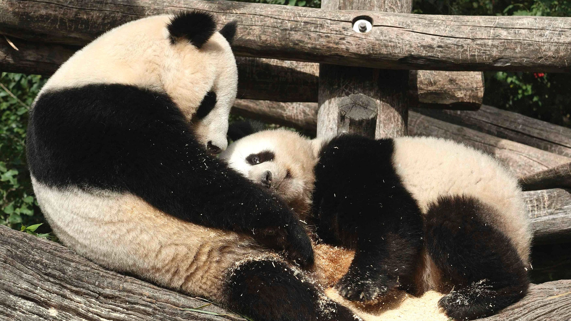 Fotos: Filhote de panda completa dois anos em zoo na Áustria - 23/08 ...