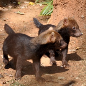 Zoo de Americana (SP) ganha três filhotes de cachorro-vinagre; espécie ...