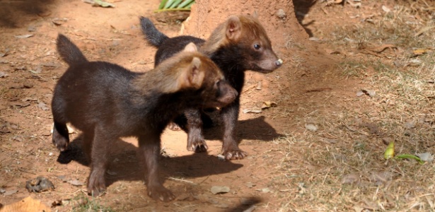 Zoo de Americana (SP) ganha três filhotes de cachorro-vinagre; espécie ...