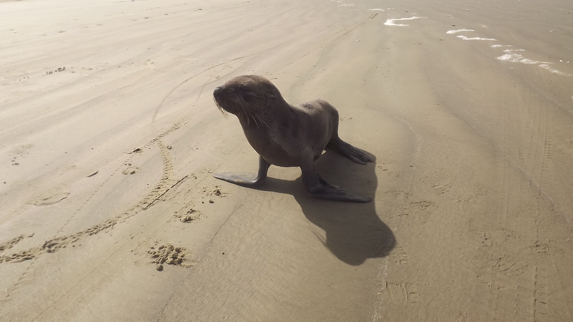 Fotos: Veja os bichos que foram notícia na semana - 31/08/2012 - UOL ...