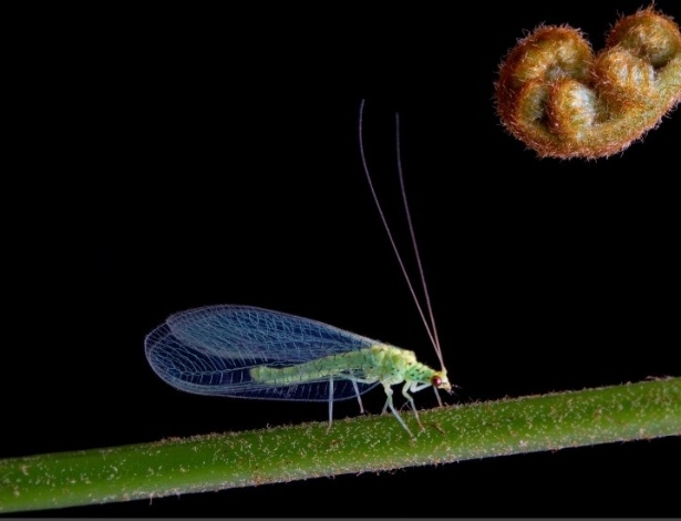 Fotos premiadas expõem 'flagrantes inéditos' da ciência - Fotos - Ciência