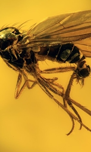 Fotos premiadas expõem 'flagrantes inéditos' da ciência - Fotos - Ciência