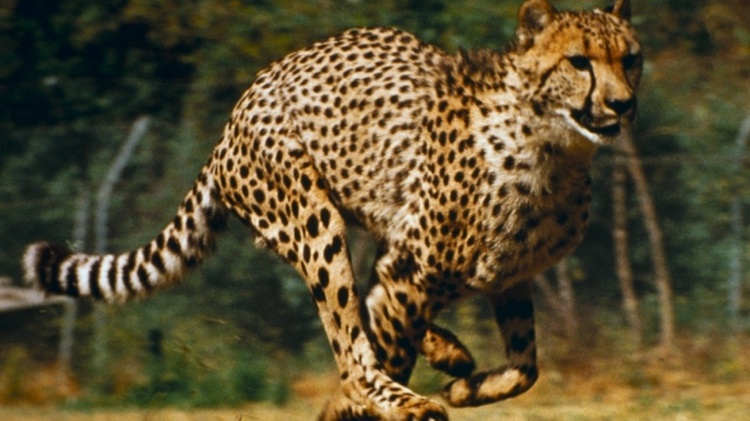 Qual é o animal mais rápido que existe?