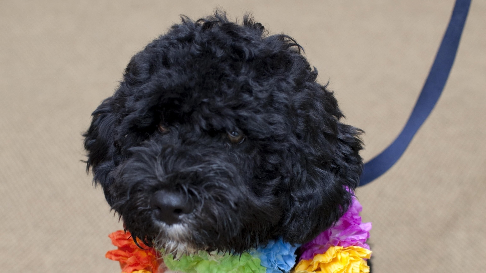 Fotos: Veja fotos de Bo, o cachorro de Barack Obama - 09/10/2012 - UOL ...