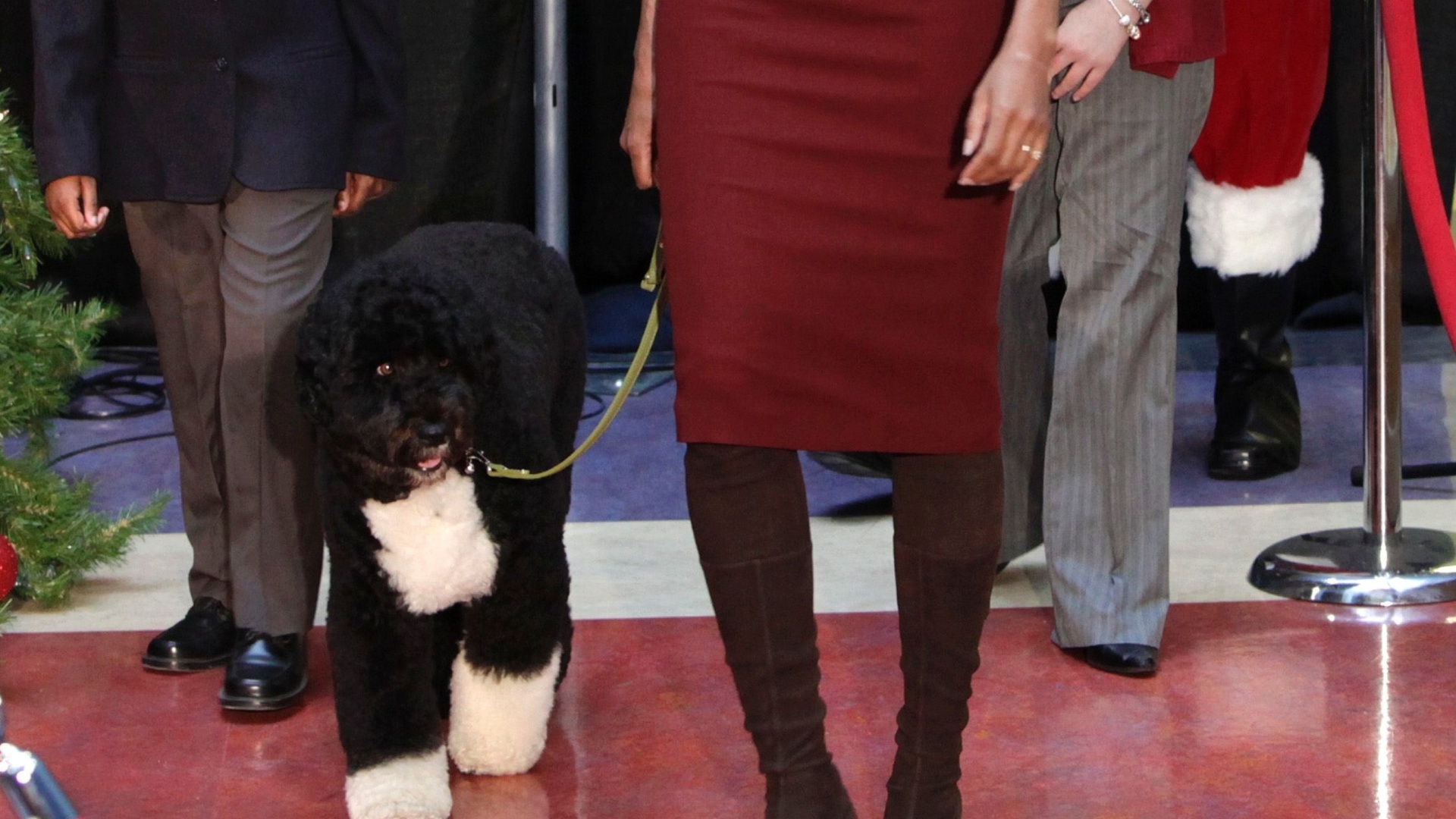 Fotos: Veja fotos de Bo, o cachorro de Barack Obama - 09/10/2012 - UOL ...