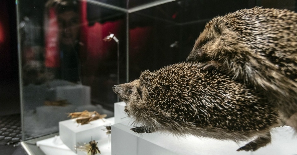 Exposição aponta curiosidades do 'sexo animal' - Fotos - Ciência