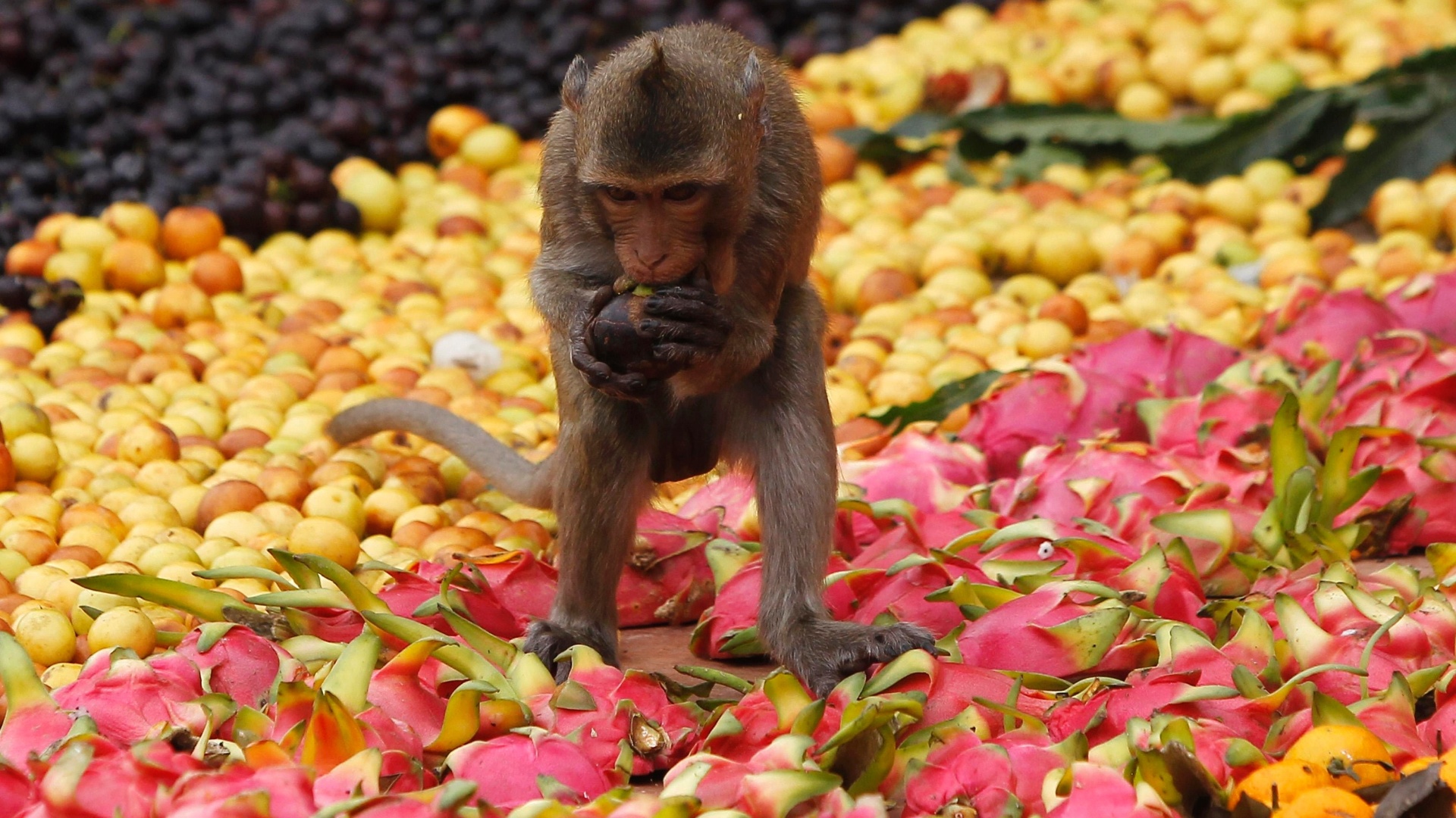 Fotos: Festival do Bufê para Macacos - 25/11/2012 - UOL Notícias