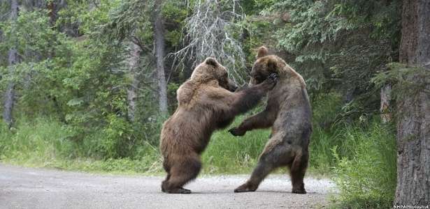 Fotos: Flagra! Ursos brigam por comida nos EUA - 05/12/2012 - UOL Notícias