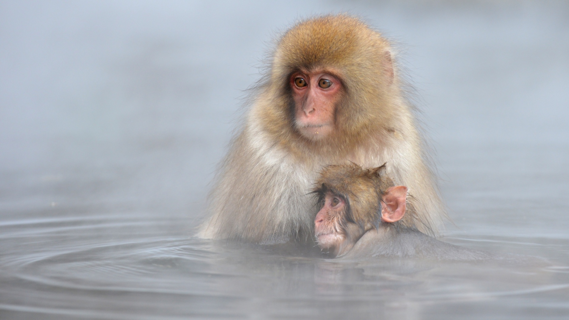 Fotos: Macacos-japoneses curtem o inverno... ou não - 10/12/2012 - UOL ...